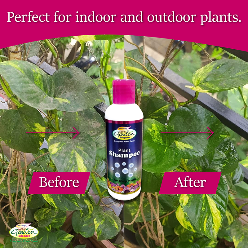 Plant Shampoo - 100 ml – Swaroop Home Garden